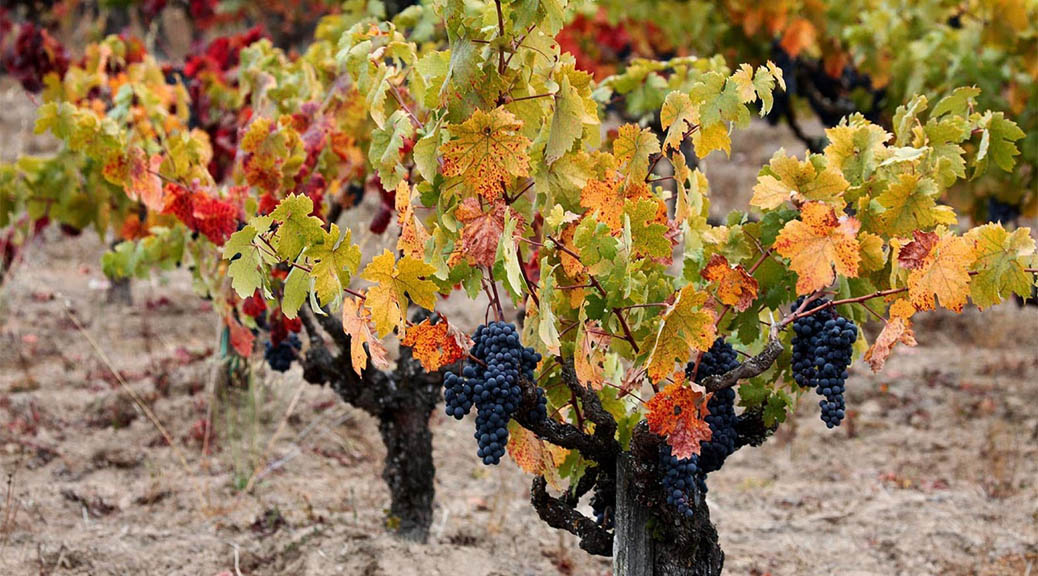 2009 Lyeth Estate, L de Lyeth, Californien, USA - Houlbergs Vinblog