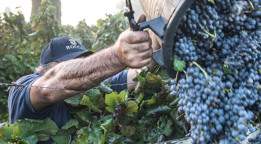 2015 Angelo Rocca & Figli, Barricone Primitivo, Puglia, Italien ...