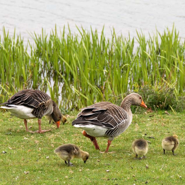 Jake Fiennes – I-M