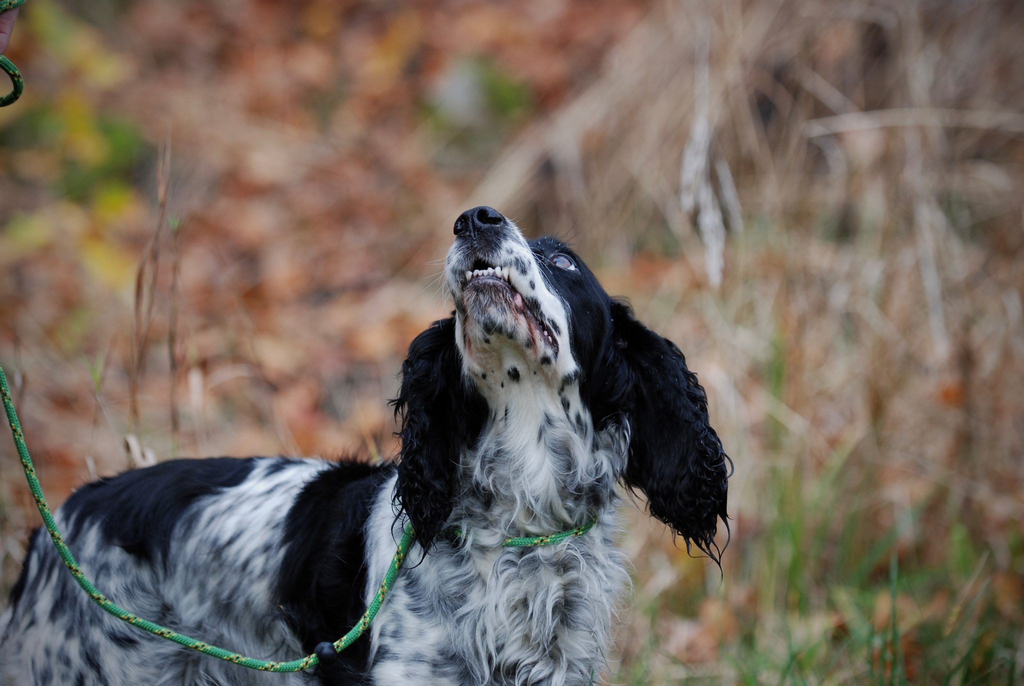 Välkommen till JiS – klubben för dig med jaktspaniel – cocker och springer