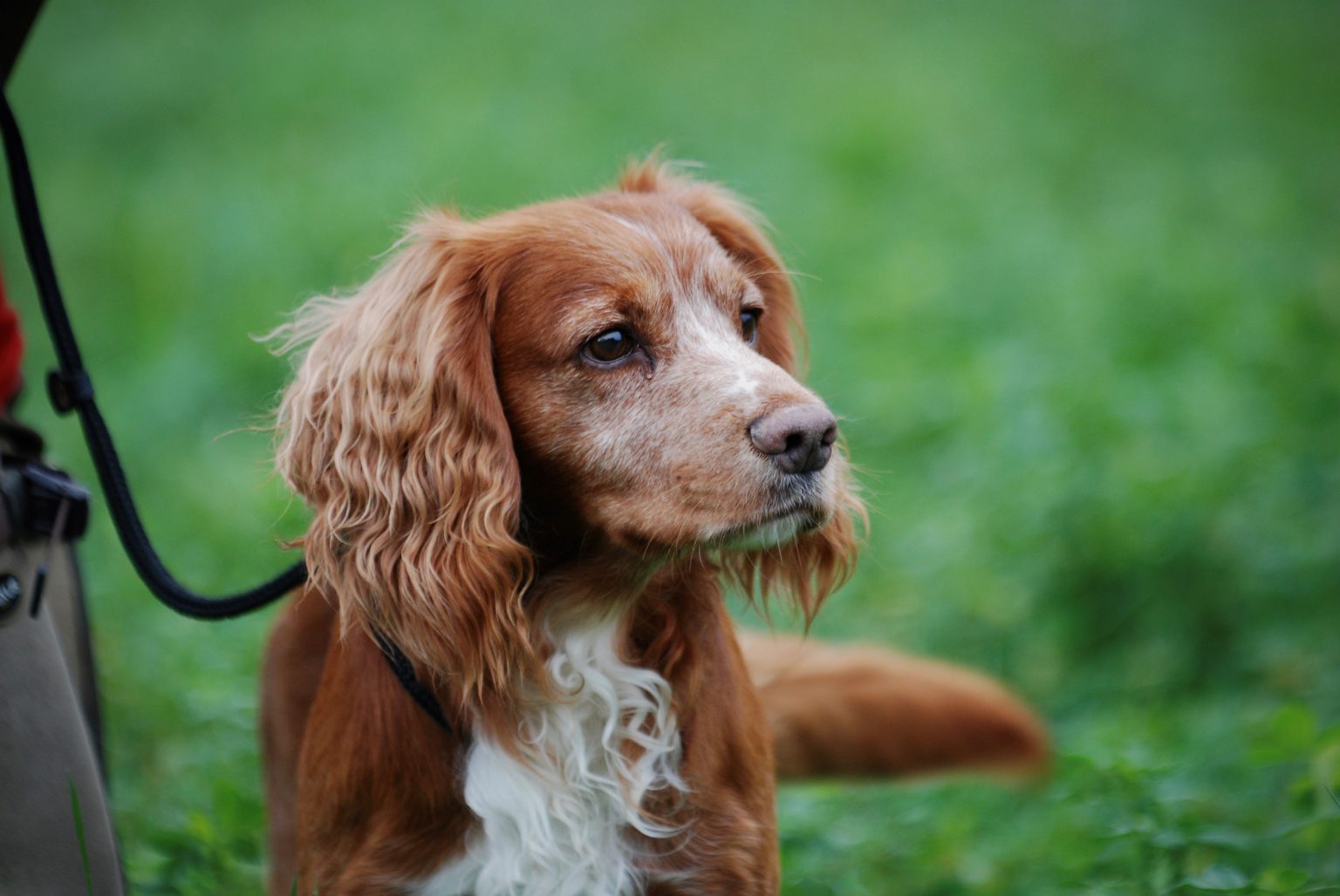 JiS – Klubben för dig med jaktspaniel – Cocker och Springer