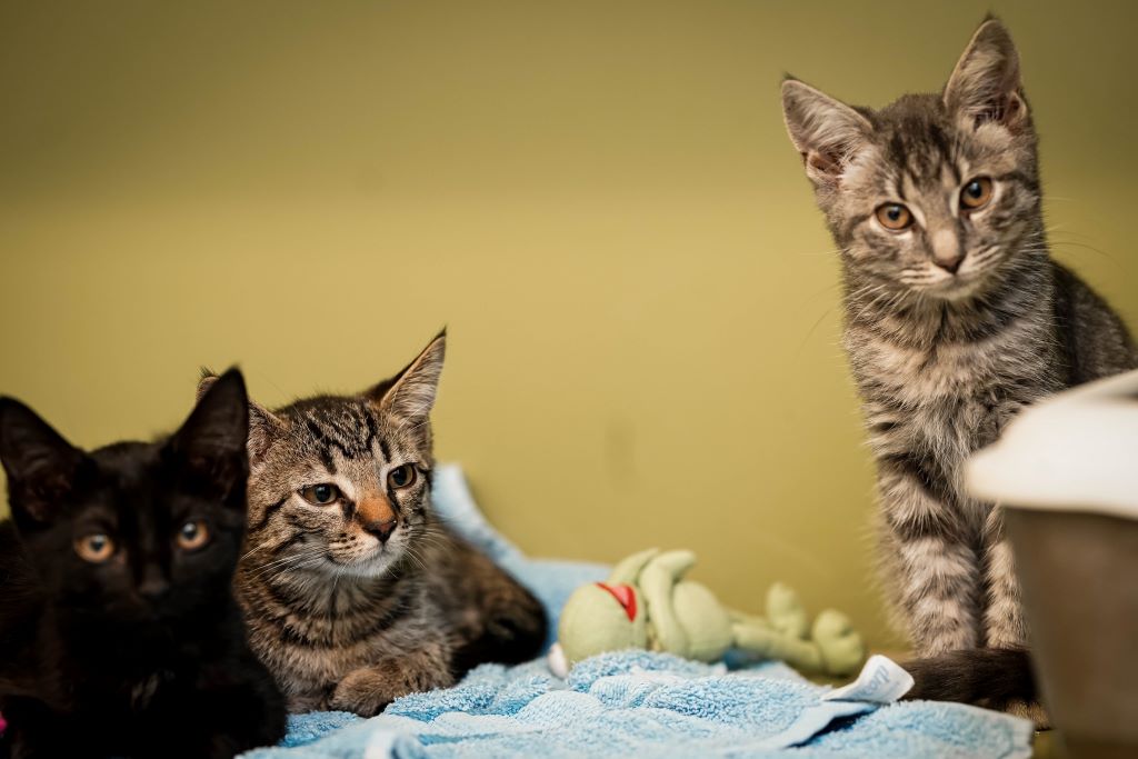 17 katte puttet i 3 kasser og dumpet ved Shelterplads - Jammerbugtposten.dk