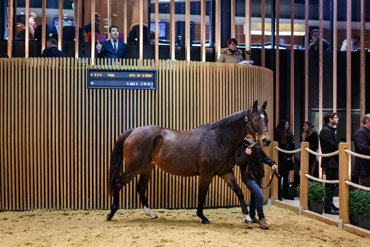 Gallery – Jamie Piggott Bloodstock