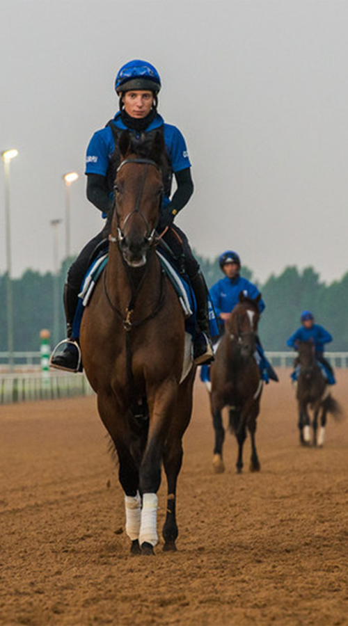 Jamie Piggott Bloodstock – The Leading Buyer Of Breeze Up Horses In The ...