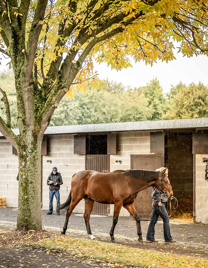 Gallery – Jamie Piggott Bloodstock