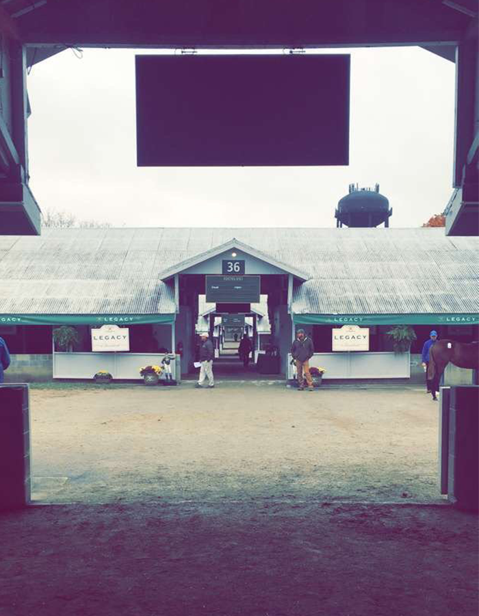 Gallery – Jamie Piggott Bloodstock