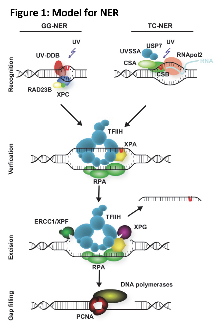 Research – Lans DNA repair lab