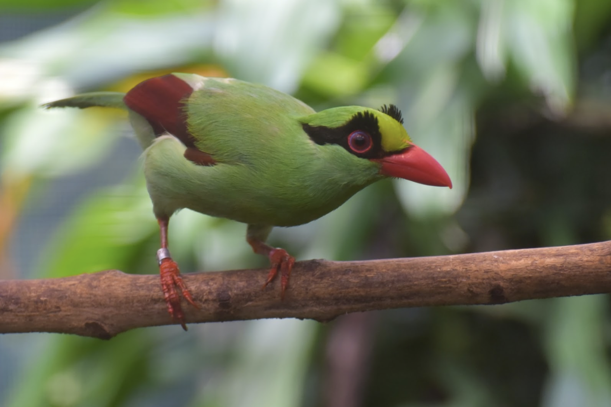 Monitor Songbird Lab to address illegal and unsustainable songbird ...