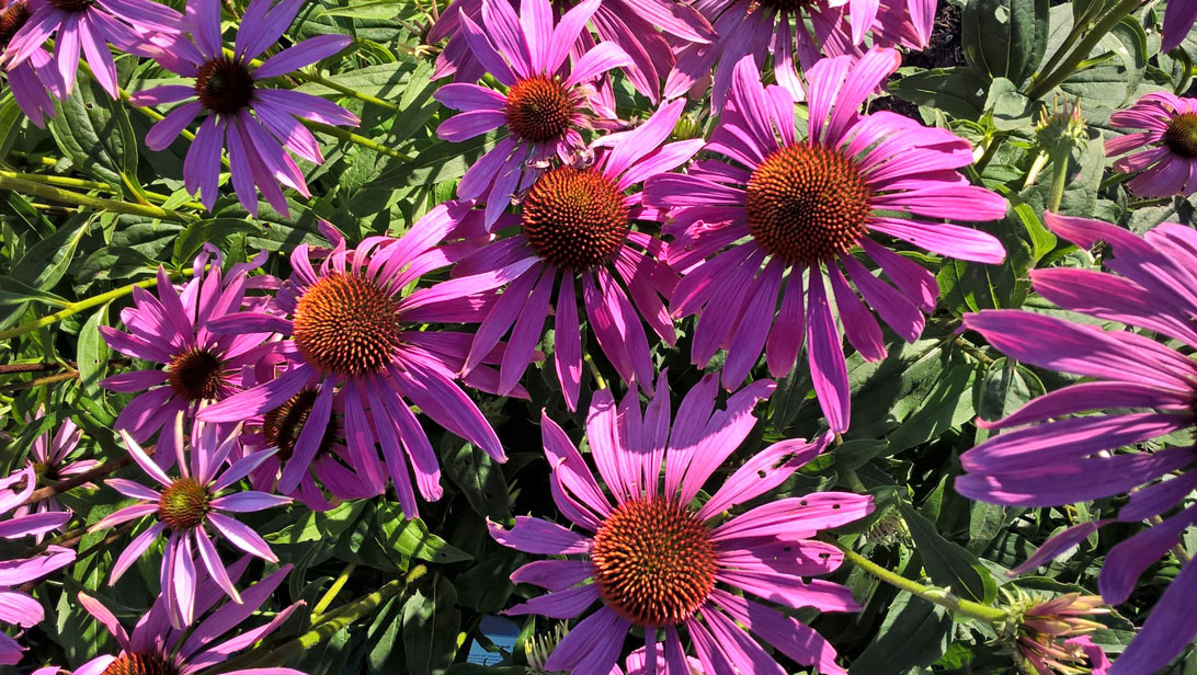 BESTYRELSEN – Medicinhaverne Tranekær