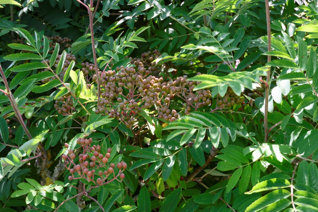 Røn, Alm. (Sorbus aucuparia) – Medicinhaverne Tranekær