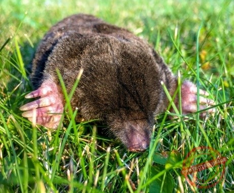 Mollen bestrijden in de tuin? Ongedierte Melding helpt u er graag vanaf!