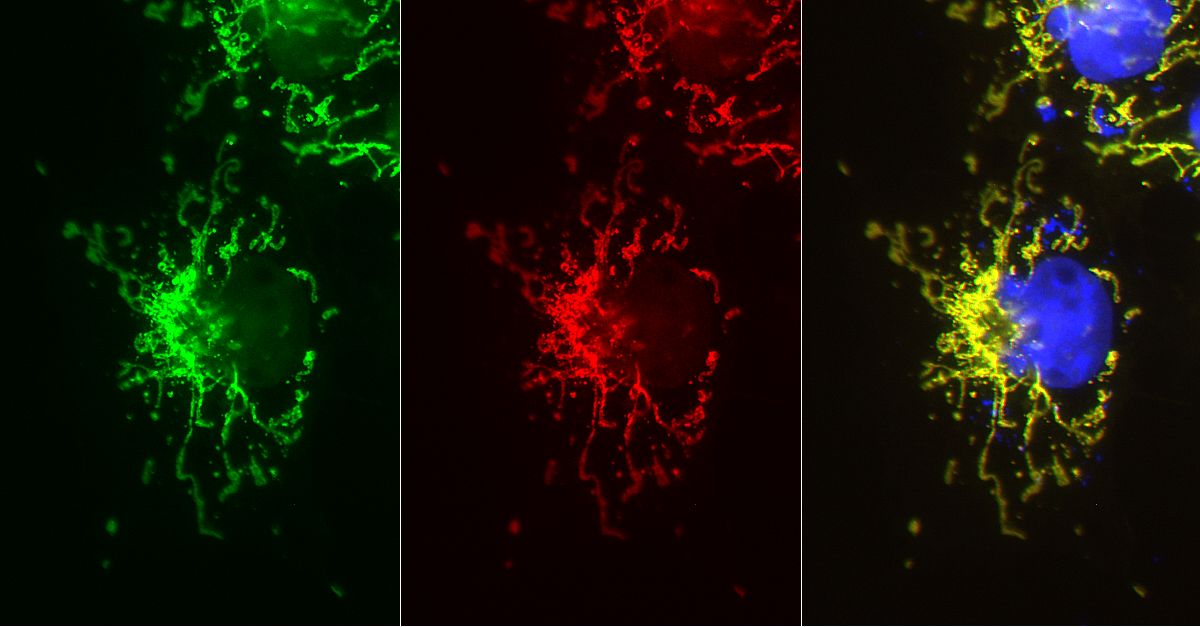 FluoTag®-X2 anti-mNeonGreen - NanoTag Biotechnologies