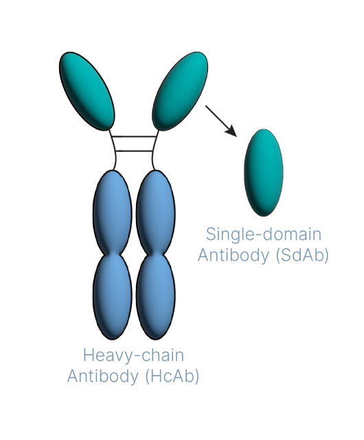 Camelid single-domain Antibodies (sdAb) - NanoTag Biotechnologies