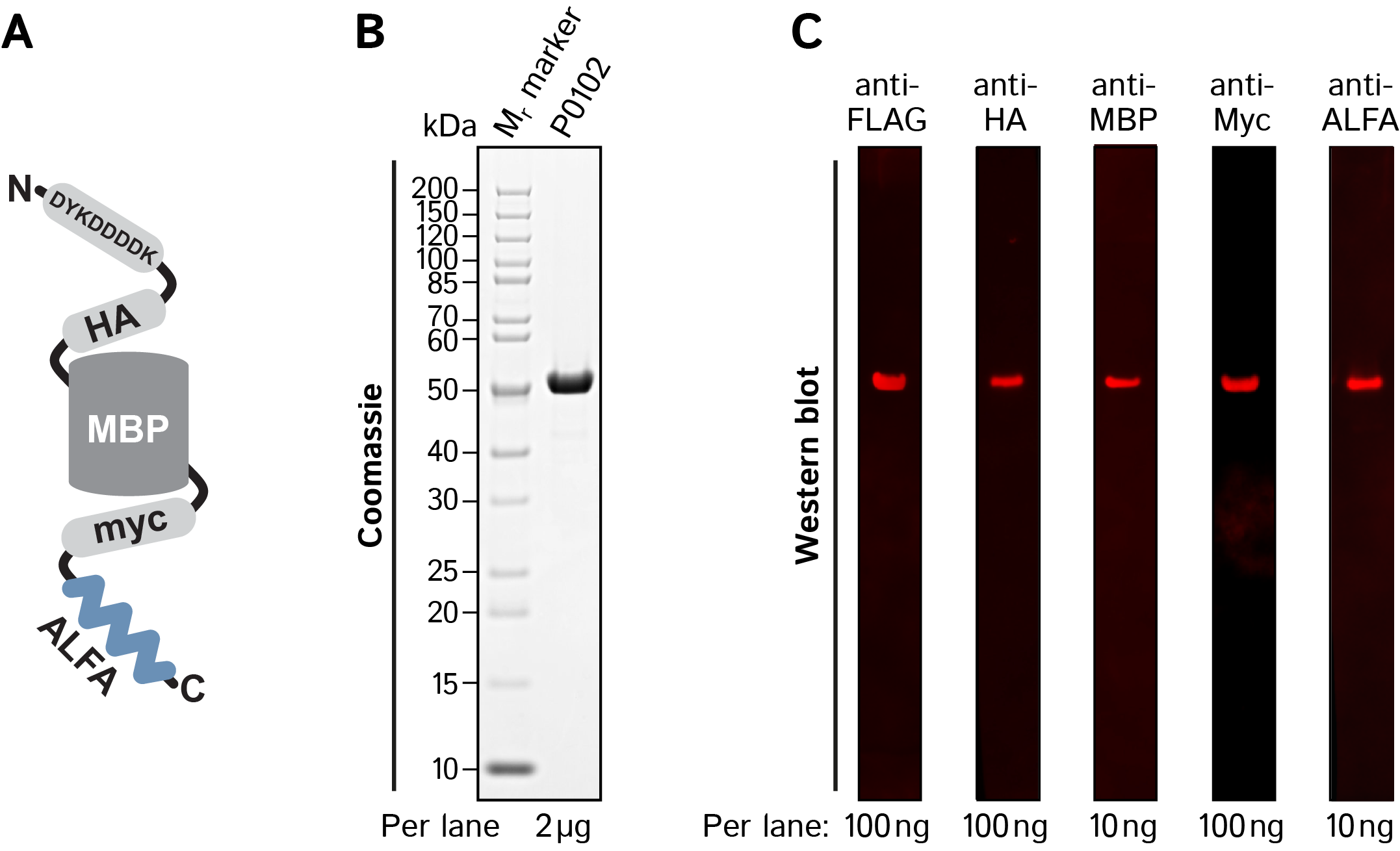 PentaTag Control Protein DYKDDDDK-HA-MBP-Myc-ALFA - NanoTag Biotechnologies