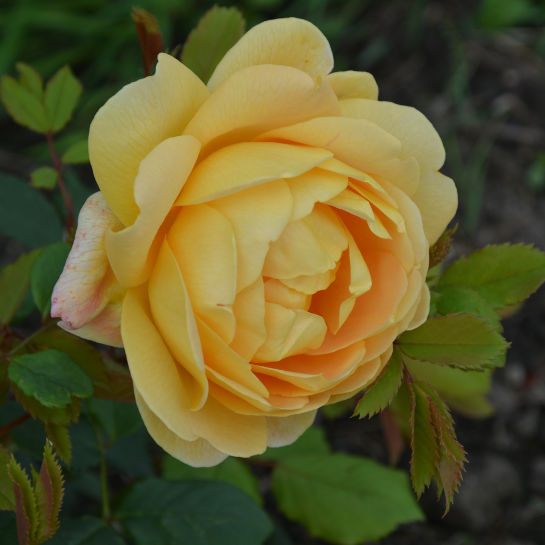Rose ('Rose de Rescht') - Naturplanteskolen