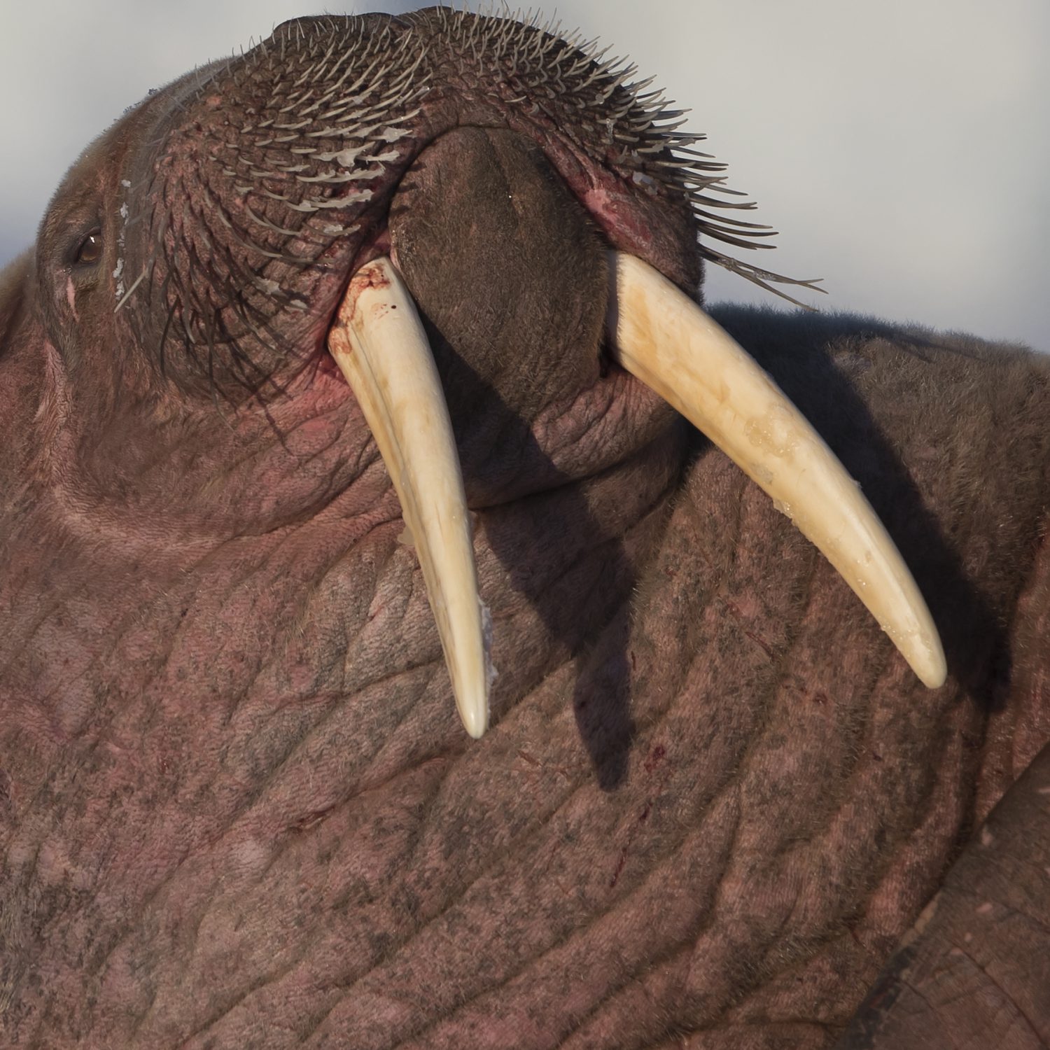 Valross – Odobenus rosmarus – Niclas Ahlberg Nature Photography