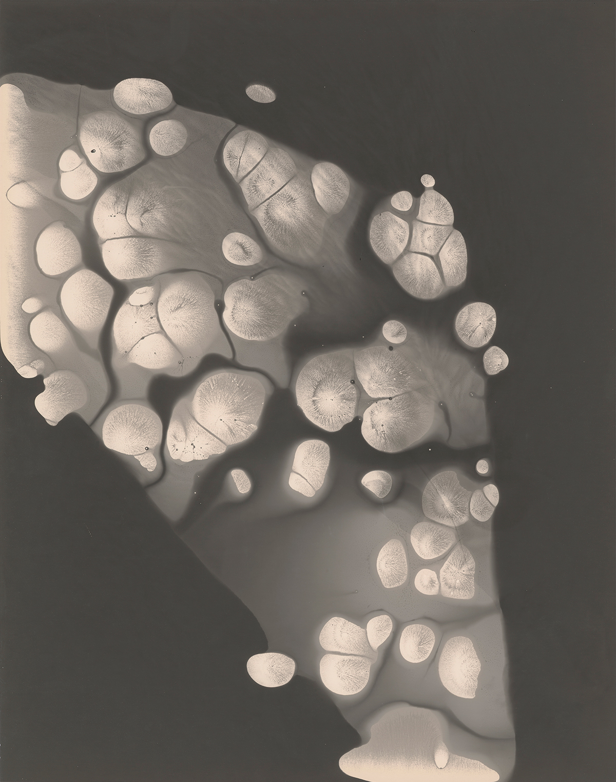 Silver Migration - Nicolai Howalt