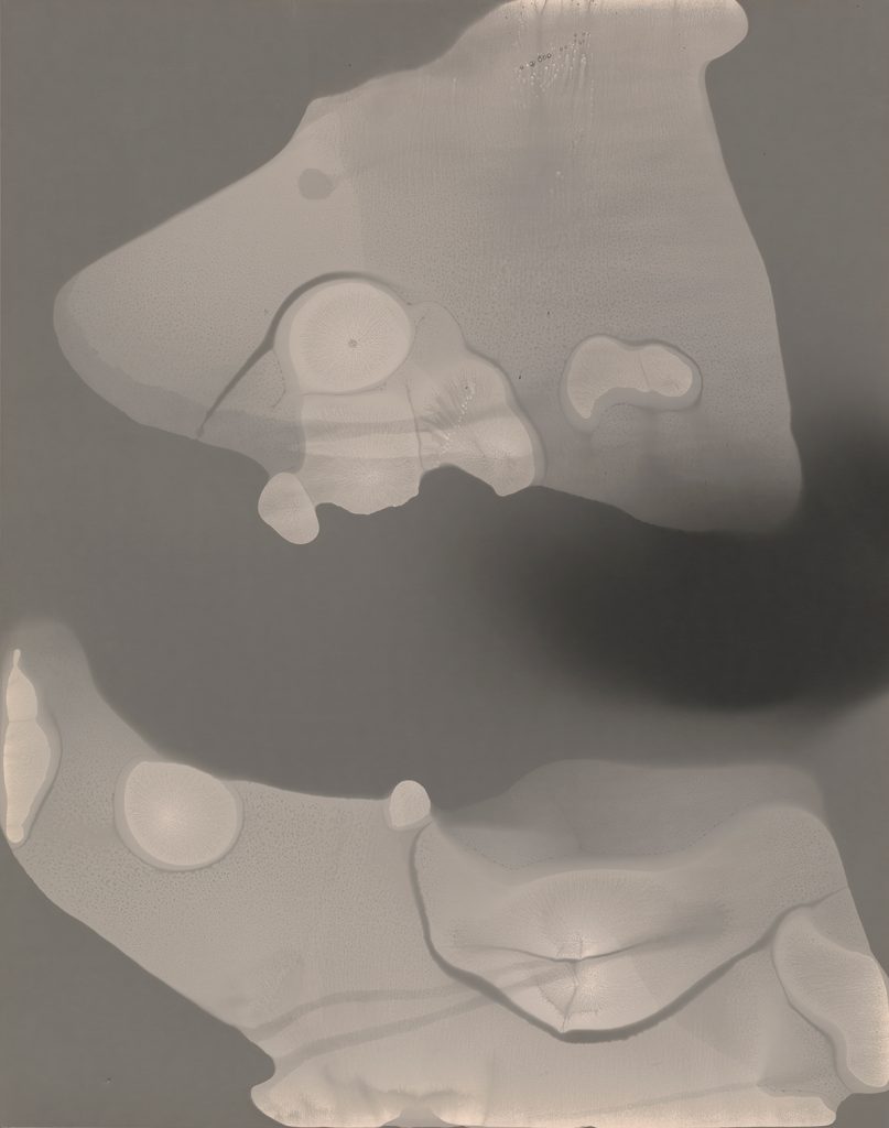 Silver Migration – Nicolai Howalt