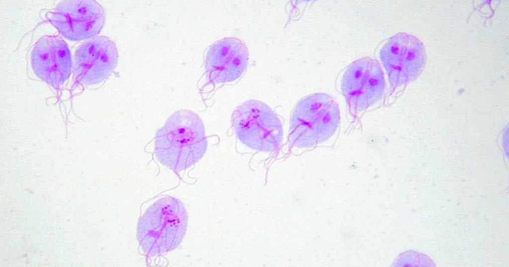 Giardia Lamblia - Parasitkliniken