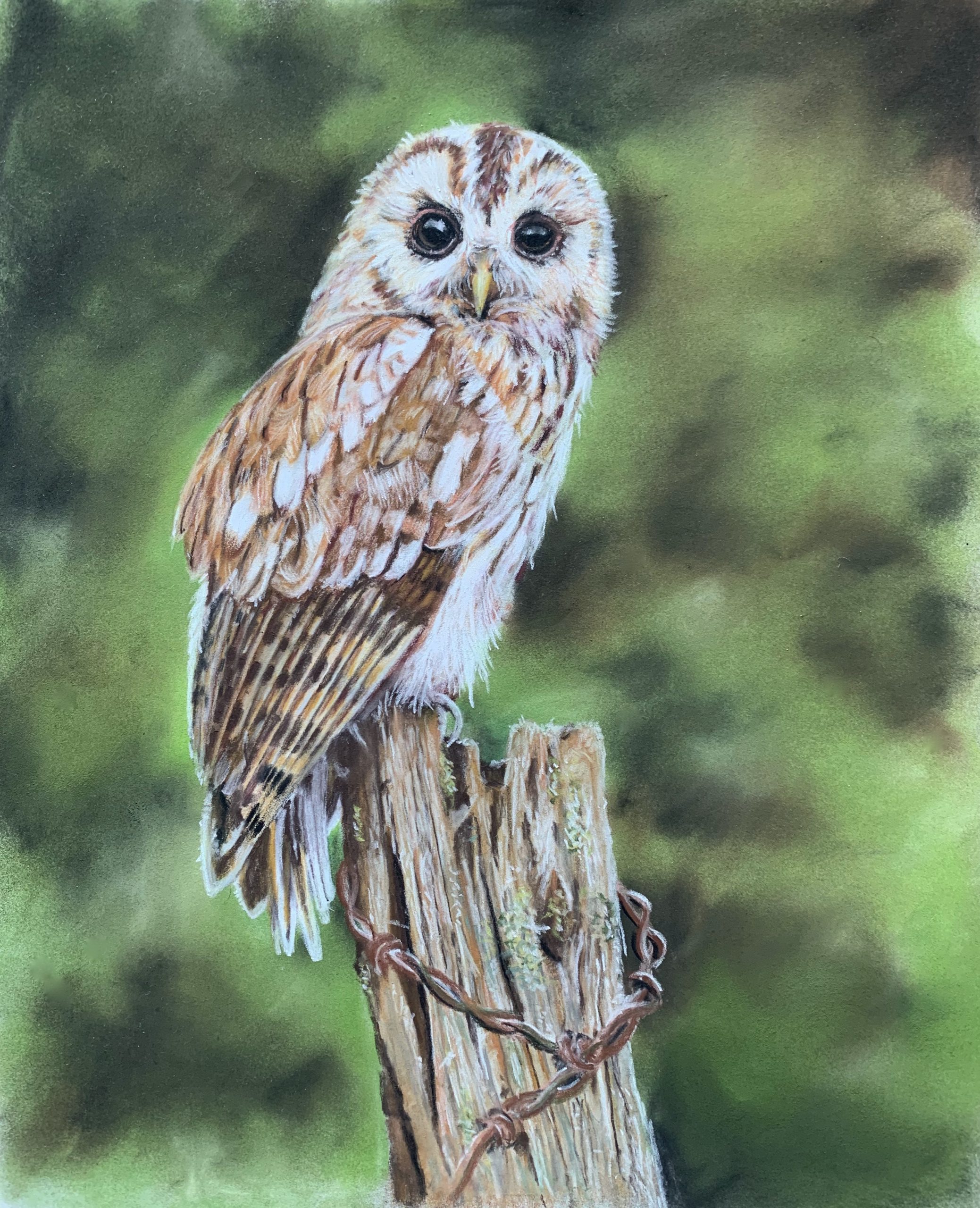 Tawny Owl – Pastel Pencil – Art of Nature Paul Smith-Storey Tawny Owl – Pastel Pencil – Art of Nature Paul Smith-Storey