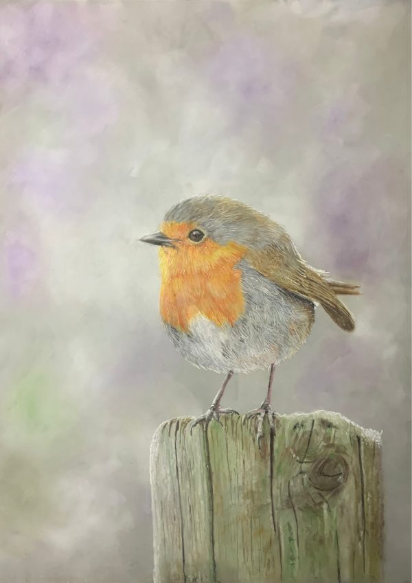Tawny Owl – Pastel Pencil – Fine Art Drawings by Paul Tawny Owl – Pastel Pencil – Fine Art Drawings by Paul