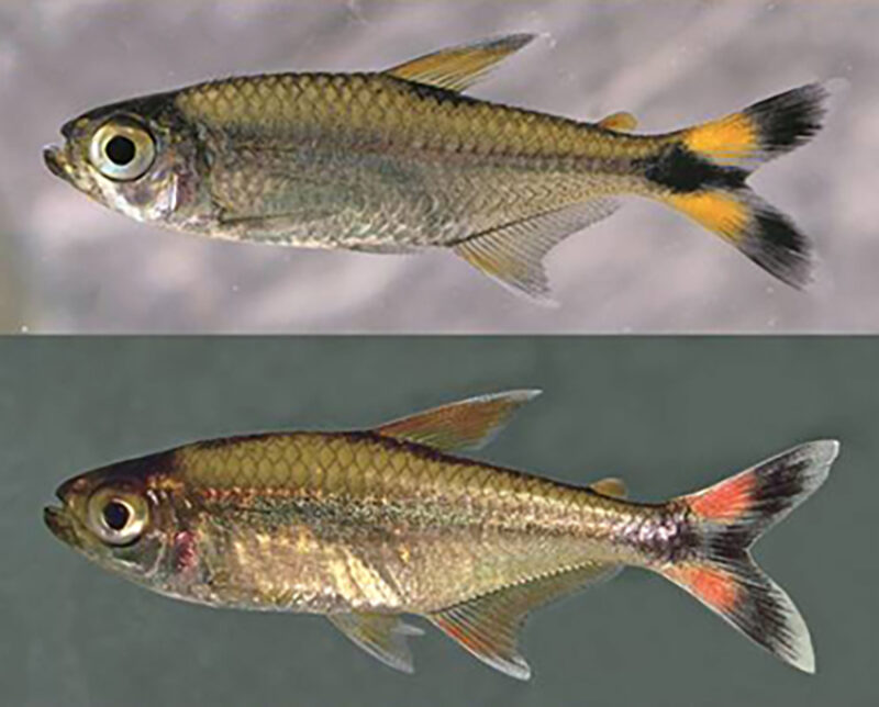 Moenkhausia bonita - first record from Paraguay - Peces Criollos