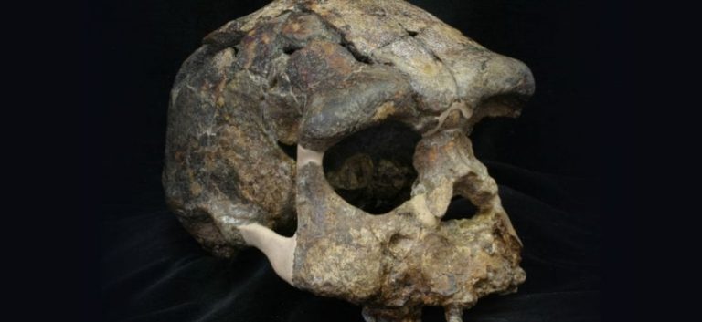 L'Homo erectus fu contemporaneo di Australopithecus, Paranthropus in ...