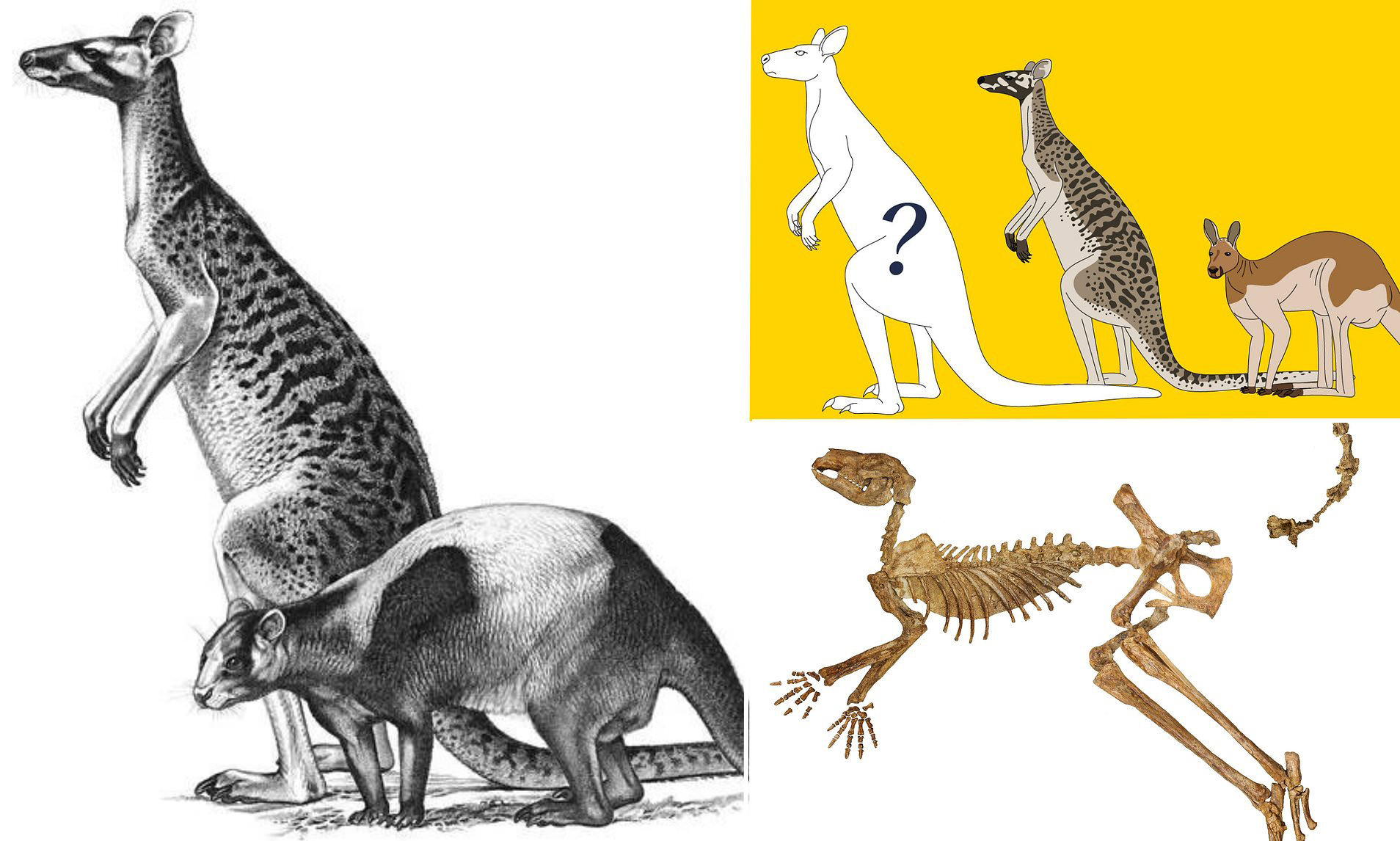 Protemnodon: scoperte 3 specie di canguri giganti estinti