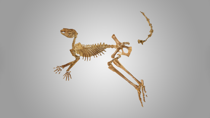 Protemnodon: scoperte 3 specie di canguri giganti estinti