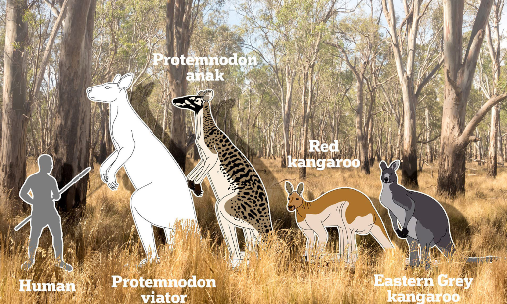 Protemnodon: scoperte 3 specie di canguri giganti estinti