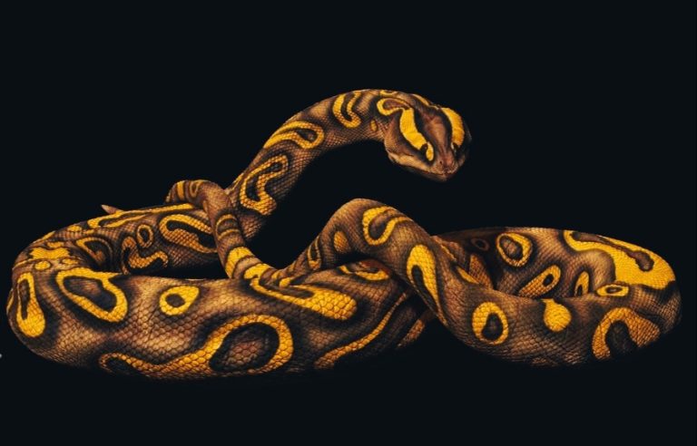 Trovato fossile di Vasuki Indicus, un serpente lungo oltre 15 metri ...