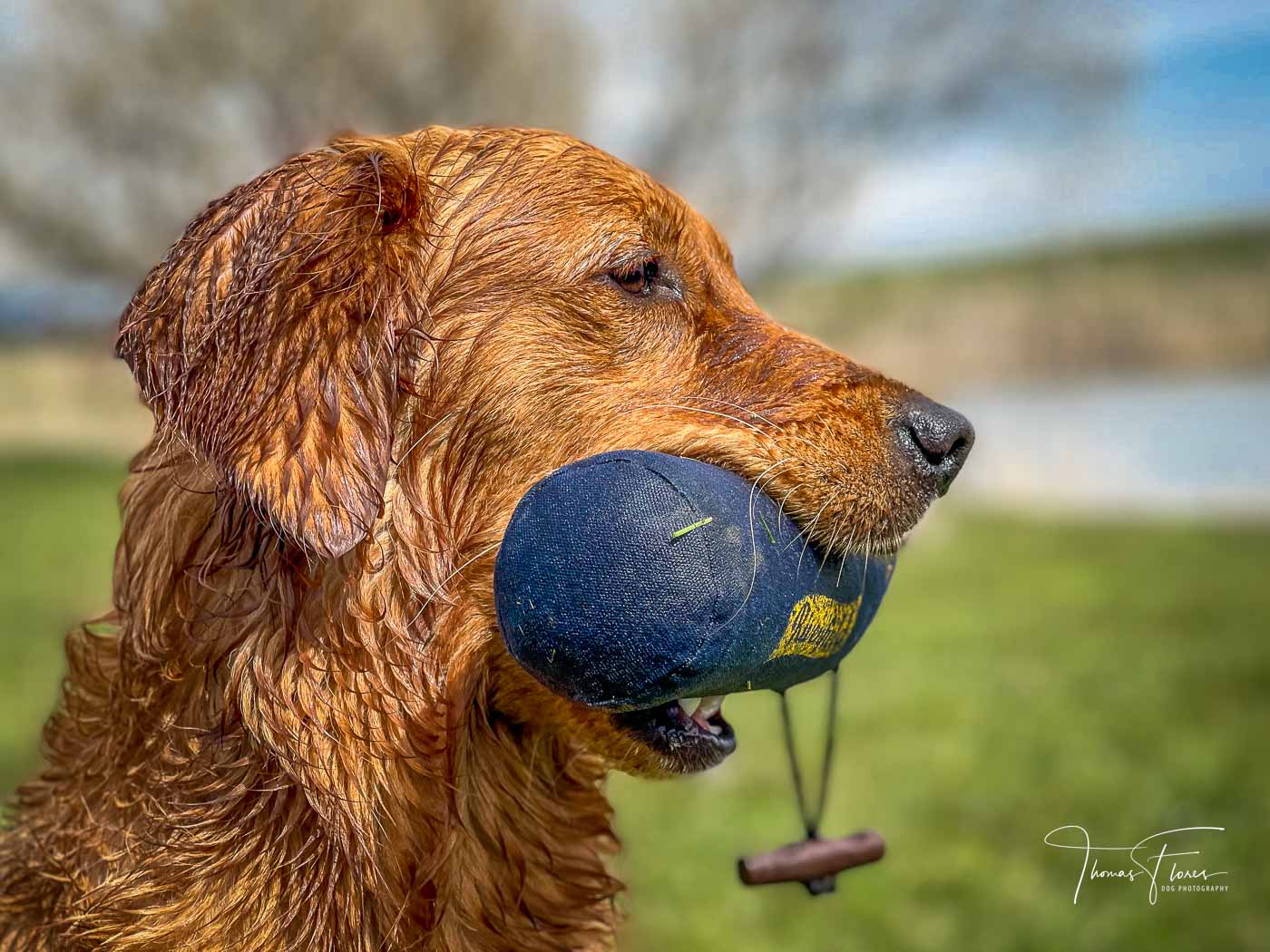 Randa » Rivenfield Miranda hos Kennel Rivenfield