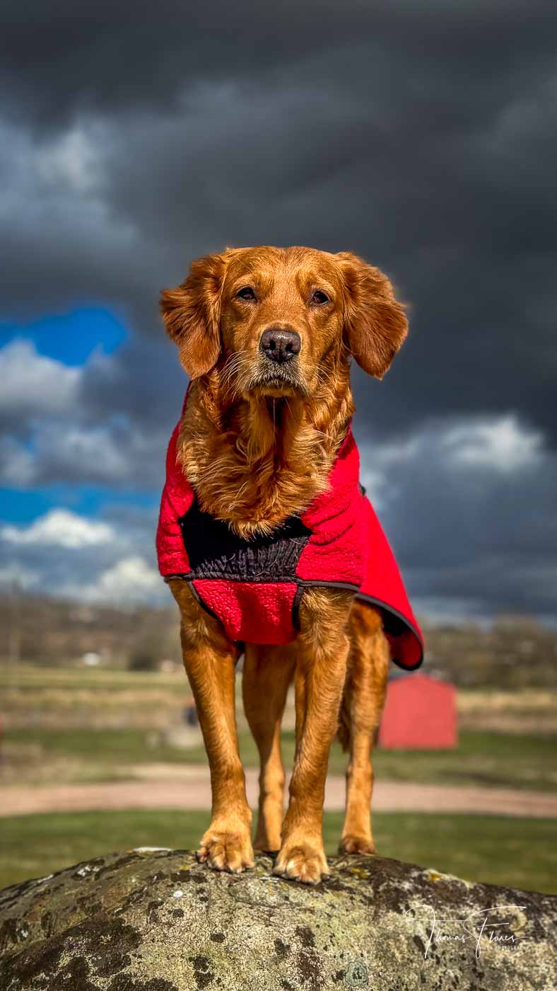 Randa » Rivenfield Miranda hos Kennel Rivenfield