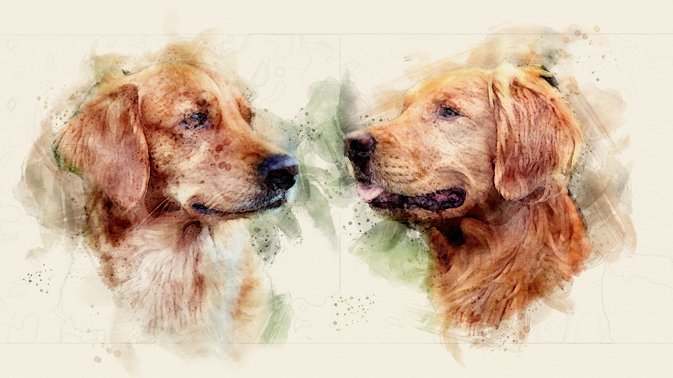 Ipa är dräktig – väntar kull med Simba i höst » Kennel Rivenfield