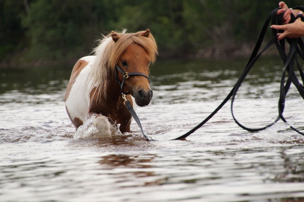 Shettis & Ponnyutrustning - Ryttarens
