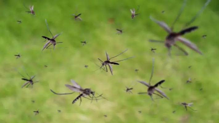 5 Surprising facts about Mosquitoes – SAMARA Group
