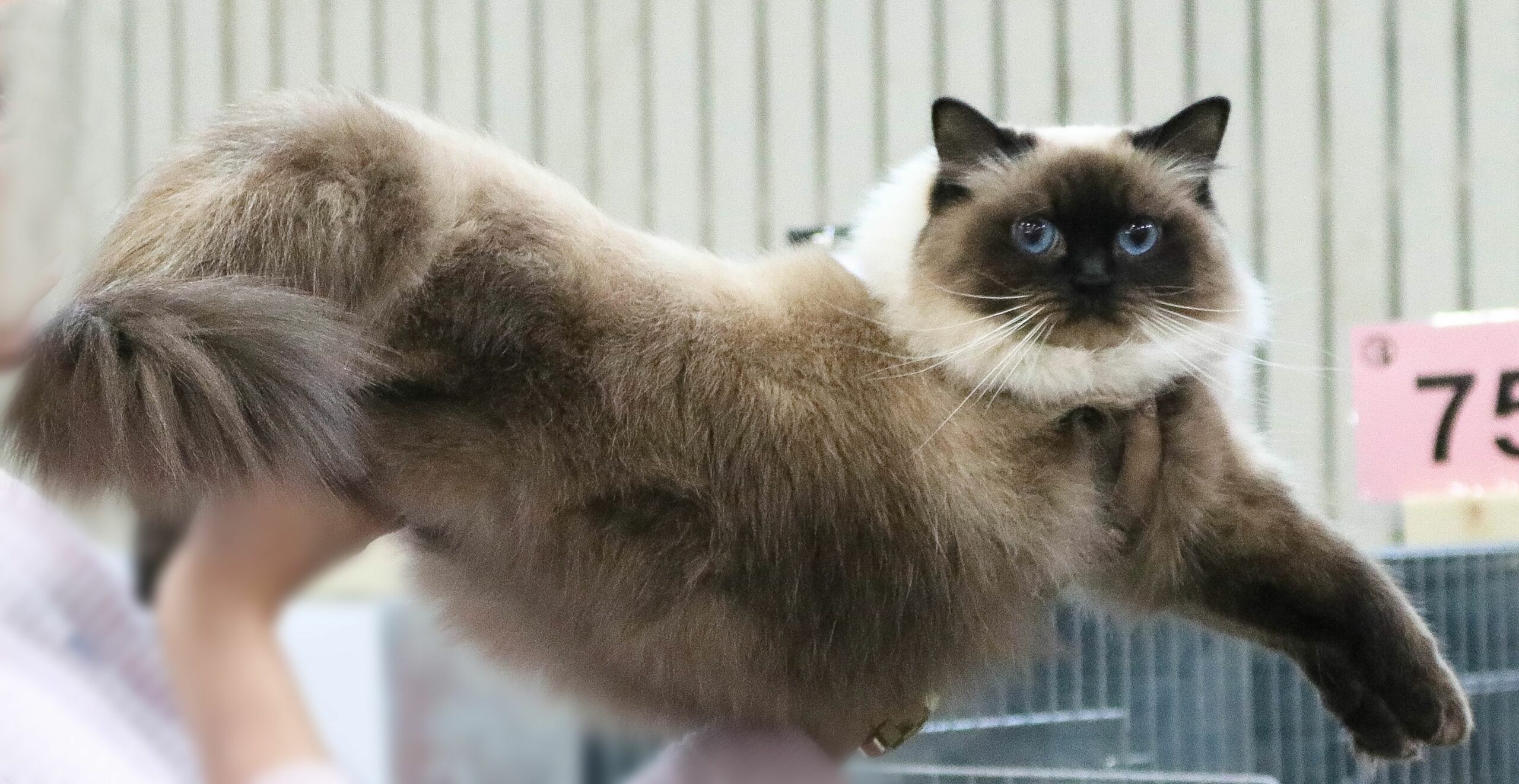 Ragdollens färger: Colourpoint • Scandinavian Ragdoll Club