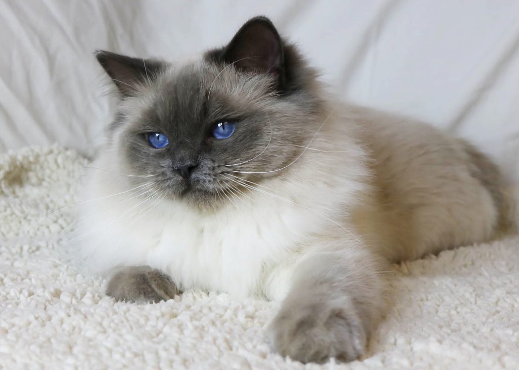 Ragdollens färger: Colourpoint • Scandinavian Ragdoll Club