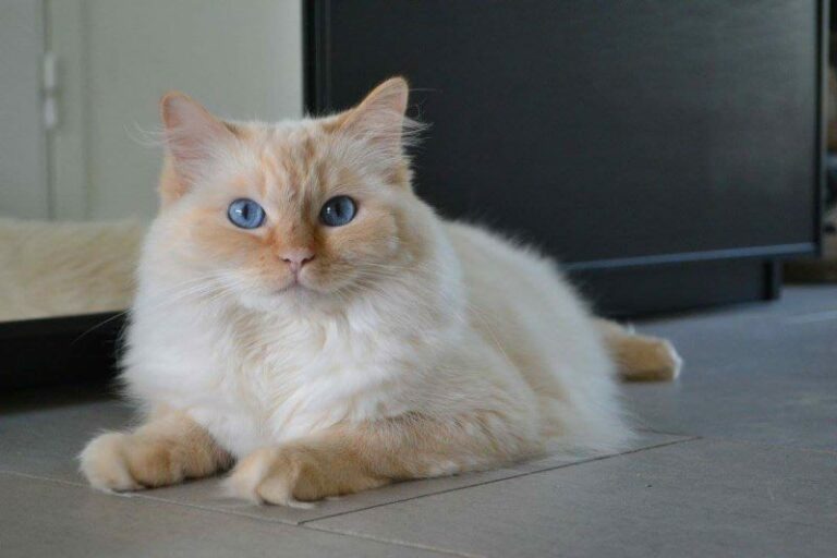 Ragdollens färger: Colourpoint • Scandinavian Ragdoll Club