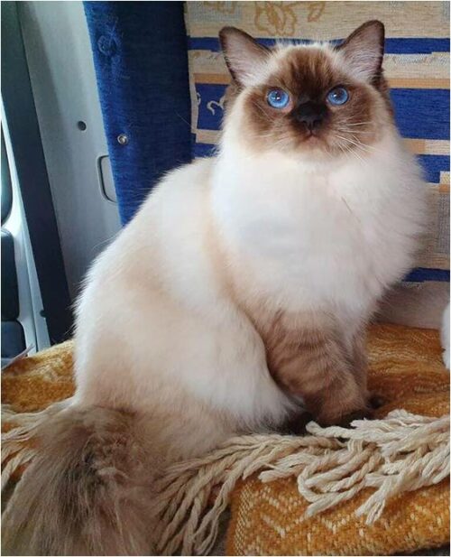 Ragdollens färger: Colourpoint • Scandinavian Ragdoll Club