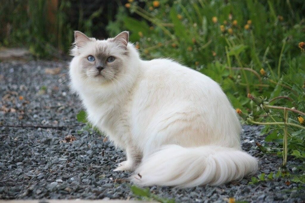 Ragdollens färger: Colourpoint • Scandinavian Ragdoll Club