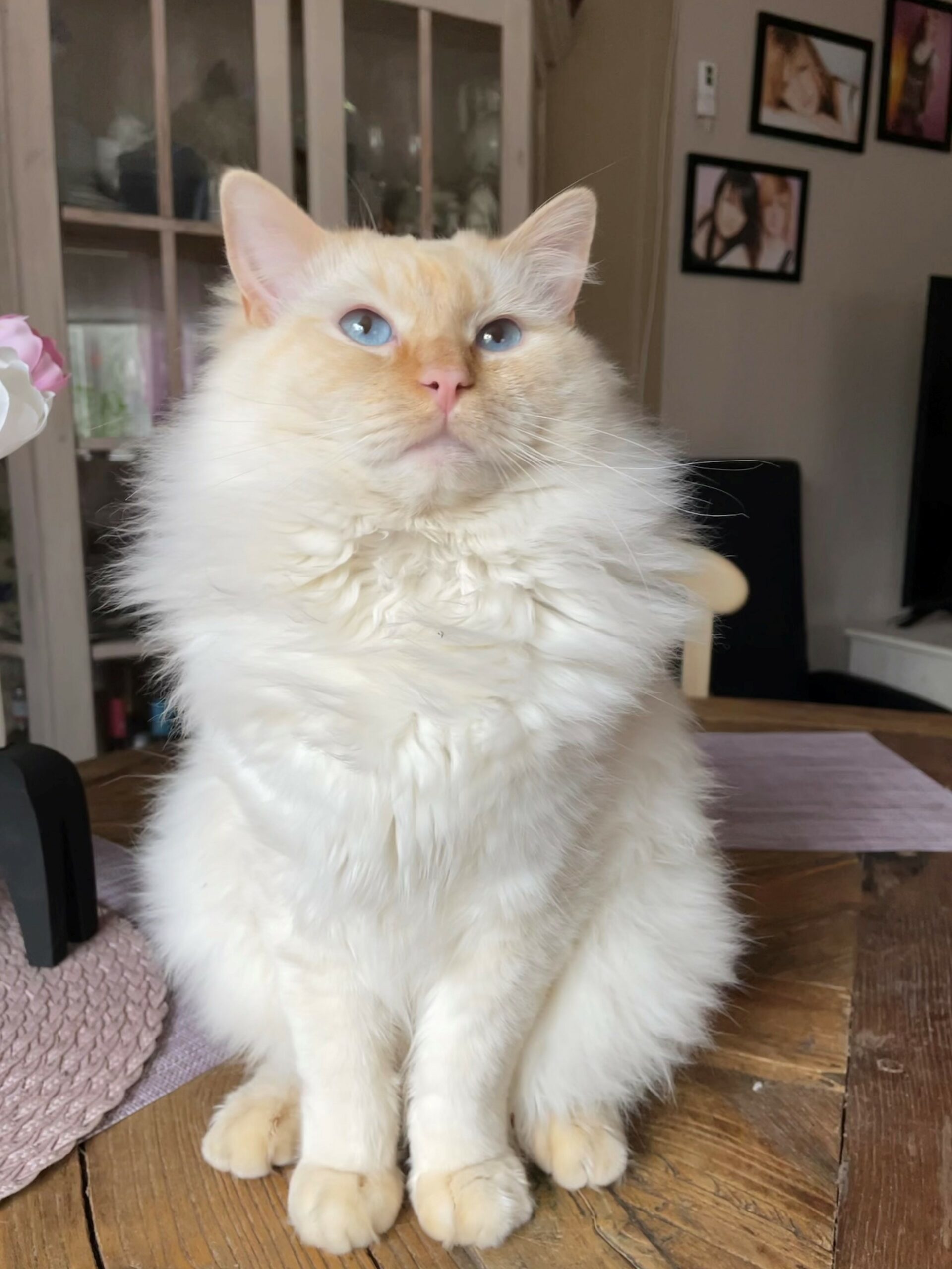 Ragdollens färger: Colourpoint • Scandinavian Ragdoll Club