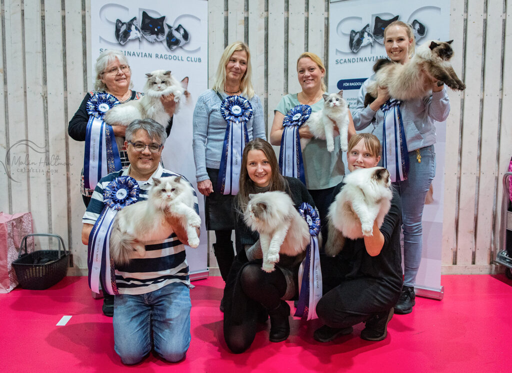 Breed-BIS Ragdoll 2023 • Scandinavian Ragdoll Club