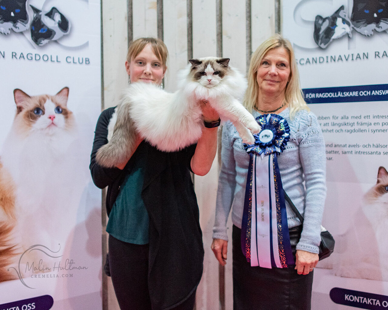 Breed-BIS Ragdoll 2023 • Scandinavian Ragdoll Club