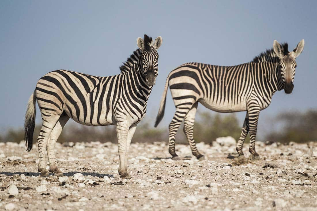 Hvor kommer sebraskinn fra? Hvor kan jeg kjøpe ekte sebra?