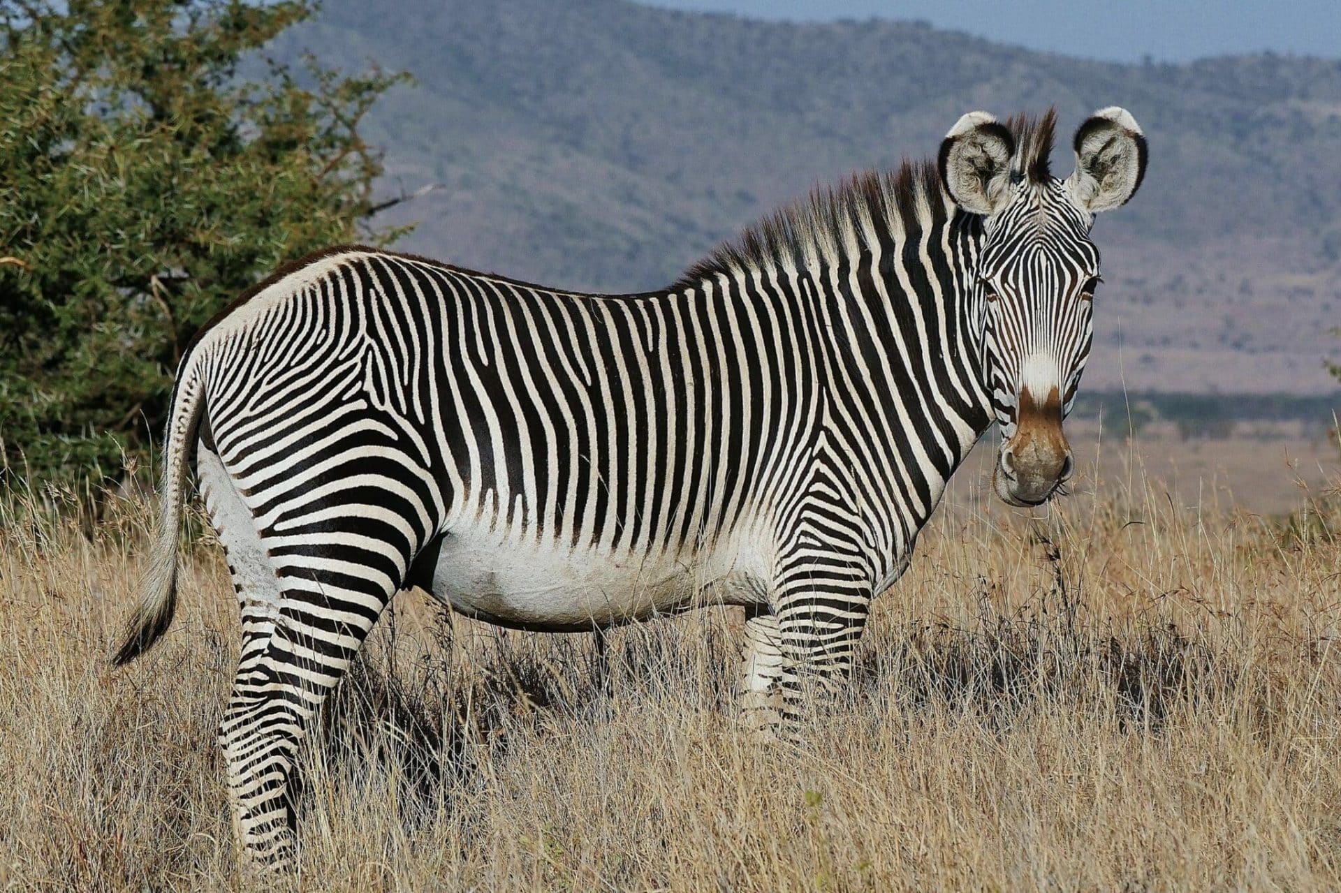 Hvor kommer sebraskinn fra? Hvor kan jeg kjøpe ekte sebra?