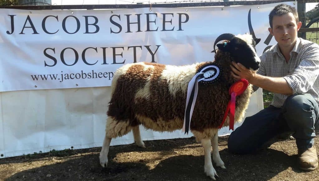 Breed Standard – The Jacob Sheep Society
