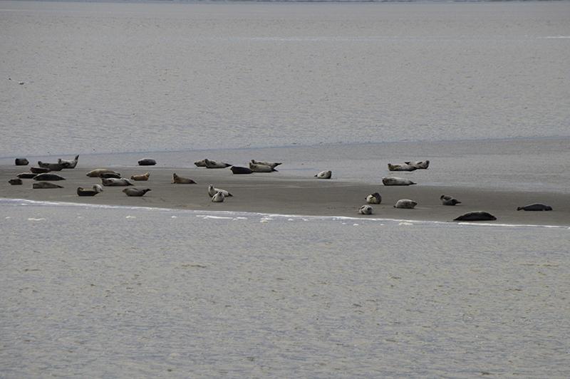 Robbentocht Ameland | Zeehonden spotten en schelpen zoeken ...