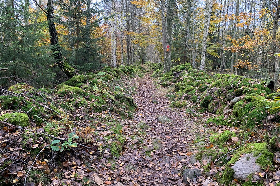 Fulltofta hiking trail: Wandel een stukje van de Skåneleden in Zuid ...
