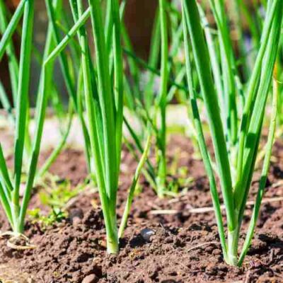How to Grow Spring Onions [Everything You Need To Know]